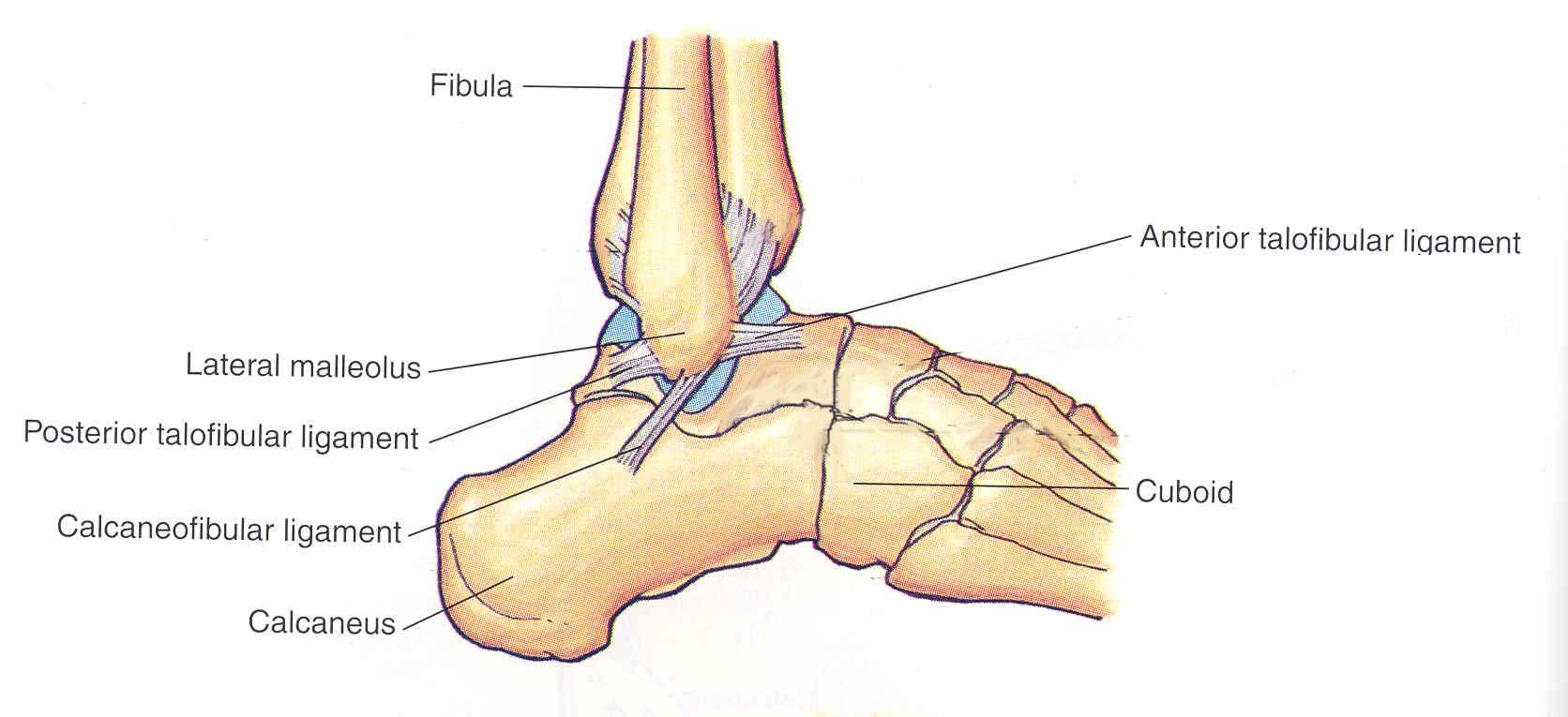 ATFL Injury – Physio Needs