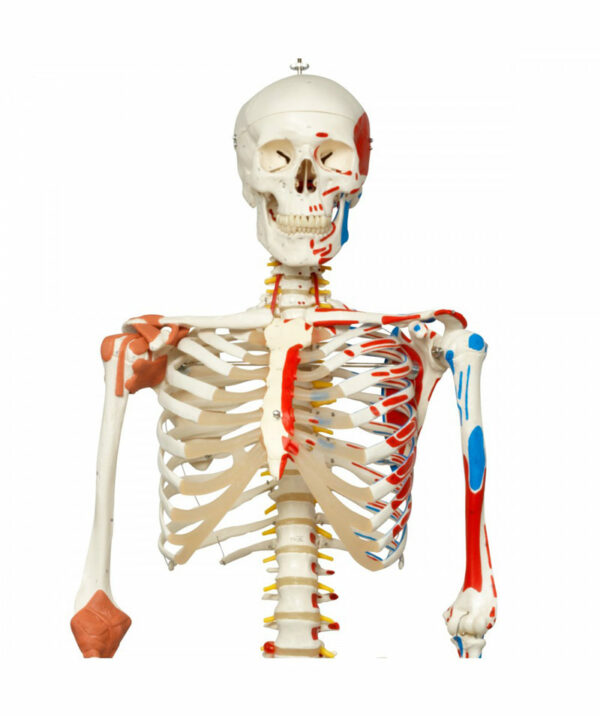 Skeleton Model with Muscles and Ligaments (Super Skeleton Sam) – Physio ...